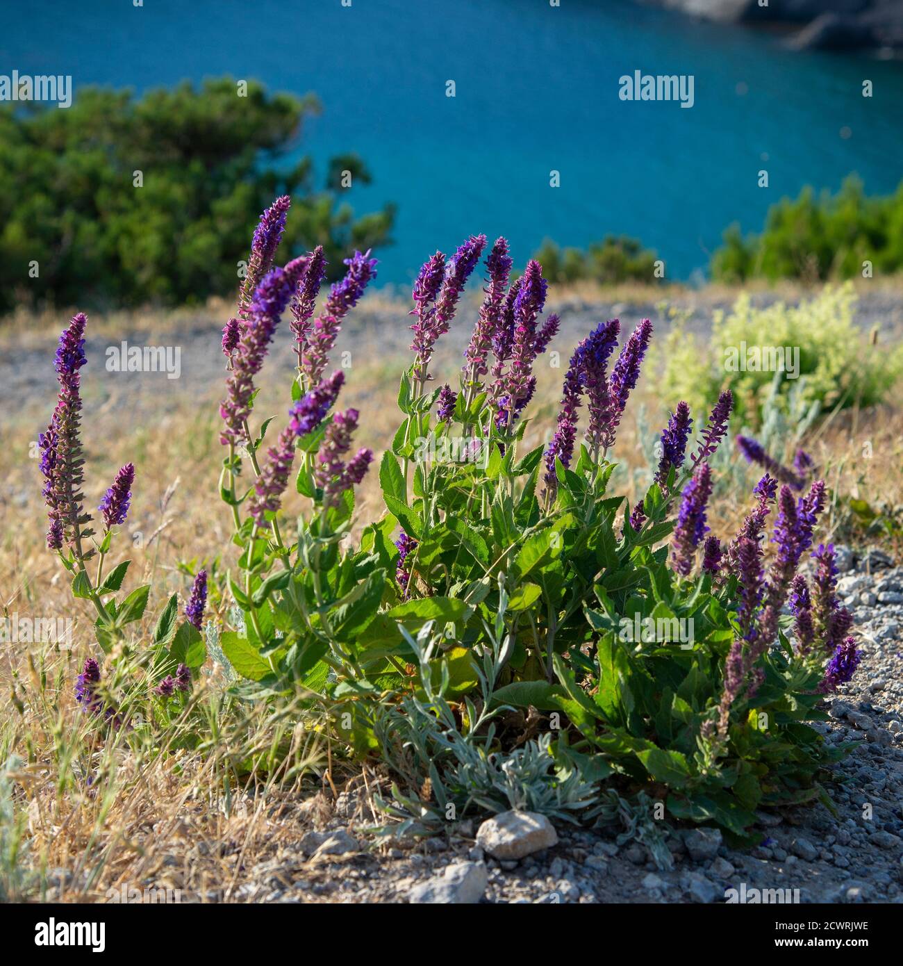 Flowers of the Crimean Peninsula, Novy Svet Stock Photo - Alamy