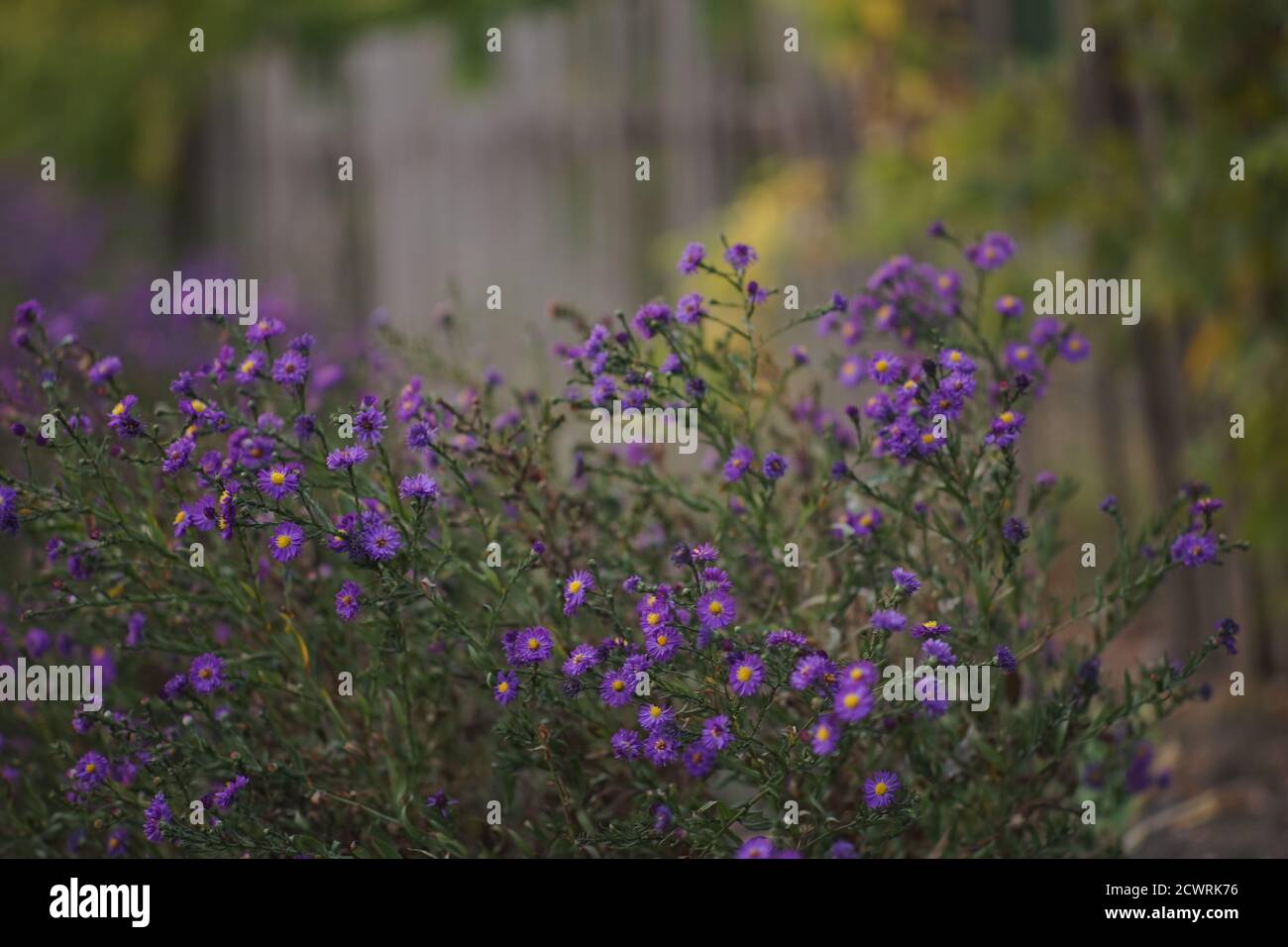 Terrific Purple Flowers Bush Gallery