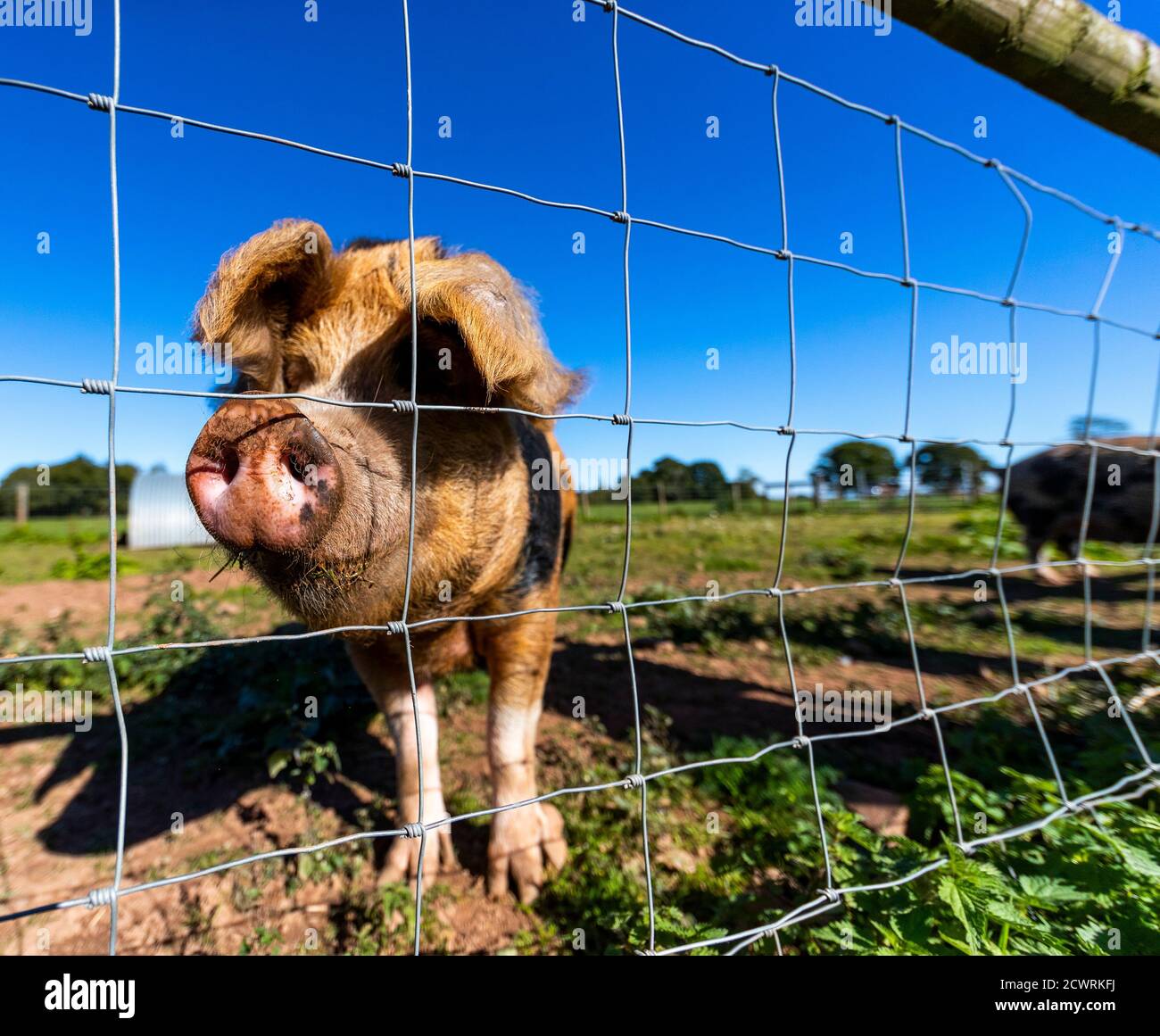 Gloucestershire old spots pigs hi-res stock photography and images - Alamy