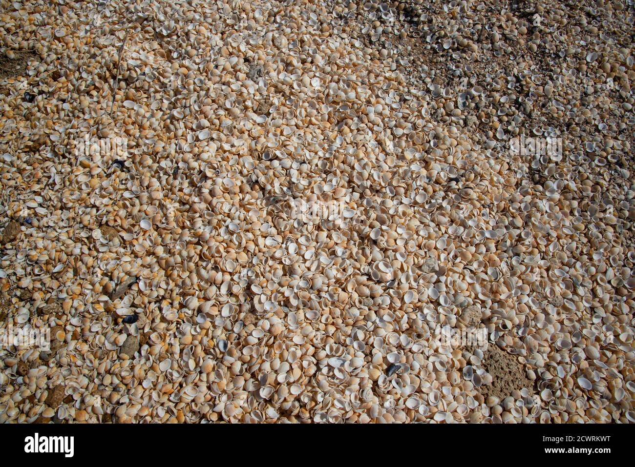 The beach whith shell rock on the shores of the Azov Sea Stock Photo ...