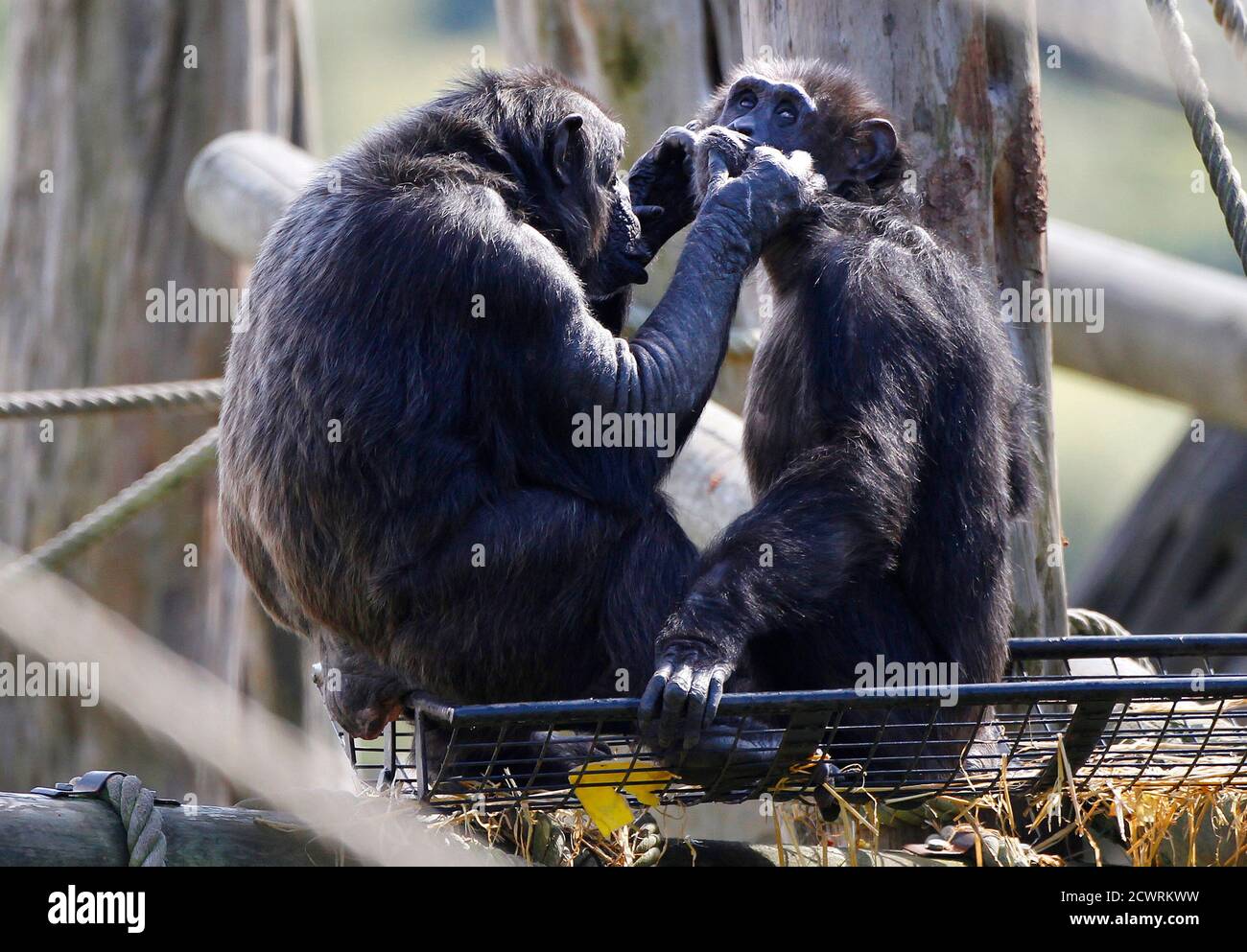 New chimpanzees hi-res stock photography and images - Alamy