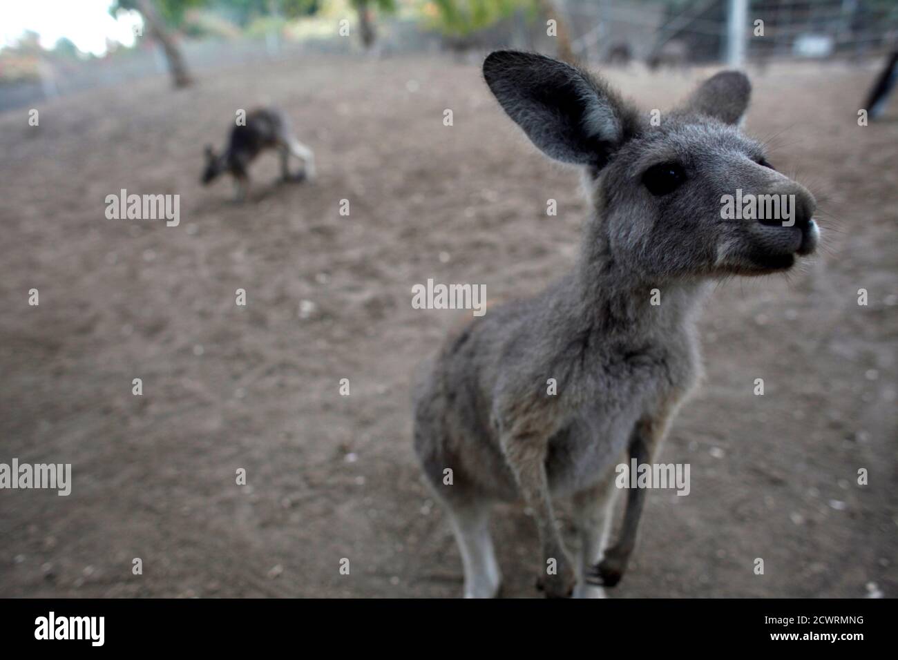 Lumpy jaw disease hi-res stock photography and images - Alamy