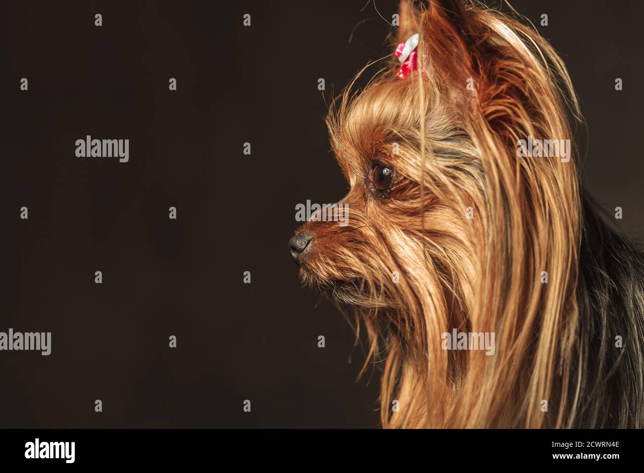 side view of an adorable curious yorkshire terrier puppy dog looking to ...