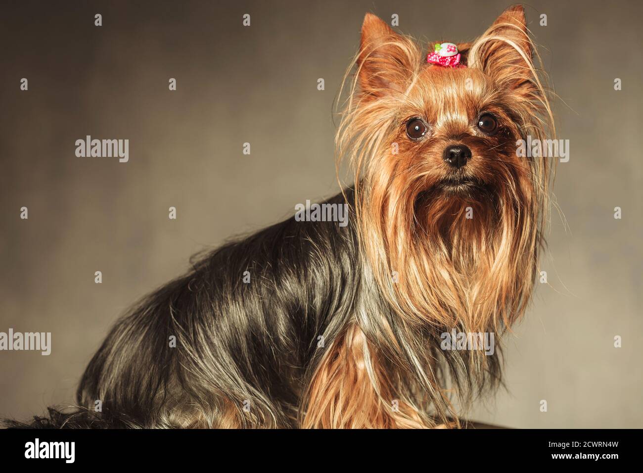 side view of a seated yorkshire terrier puppy dog with long coat ...