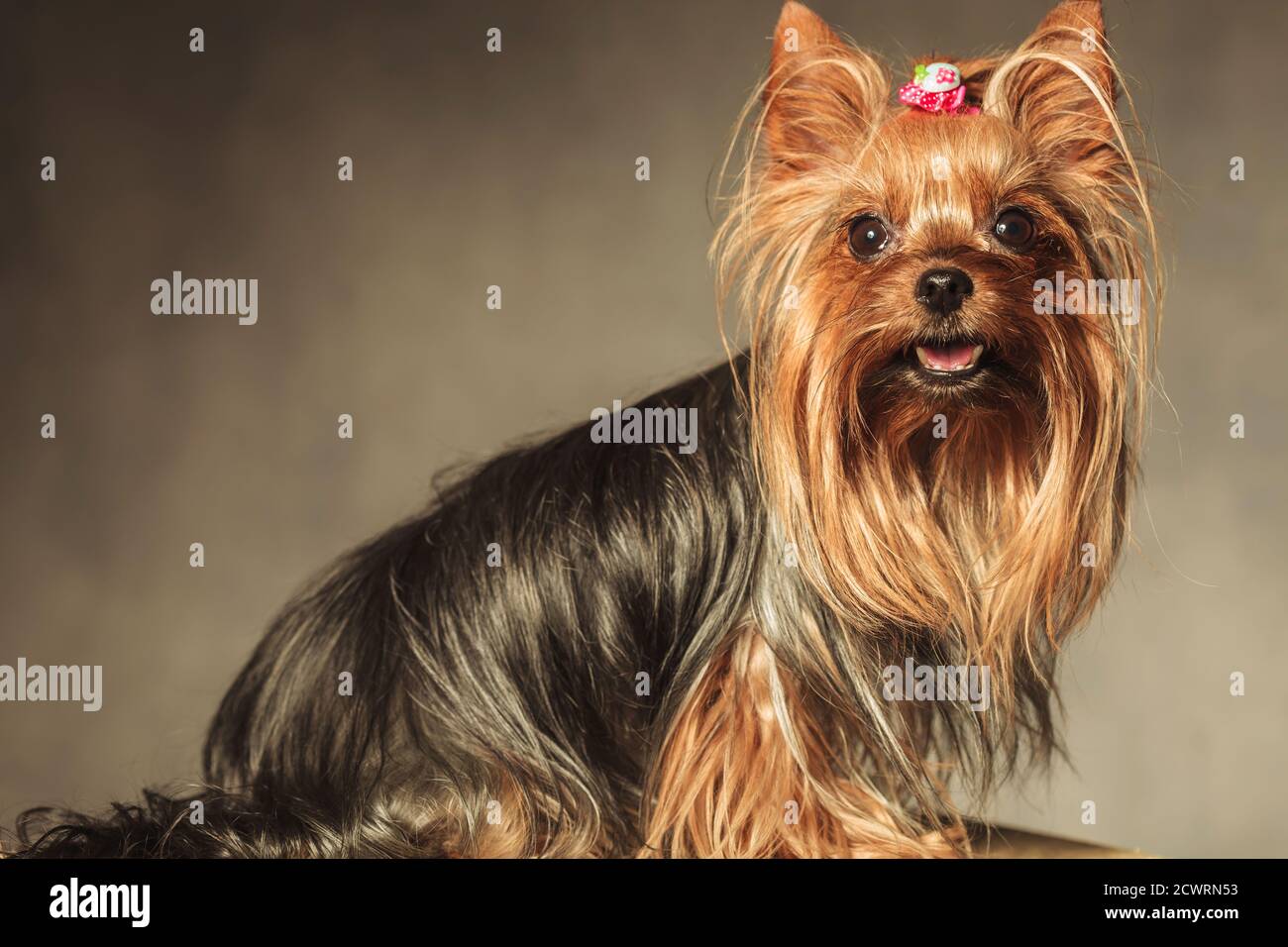 side view of a cute yorkshire terrier puppy dog with mouth open looking ...