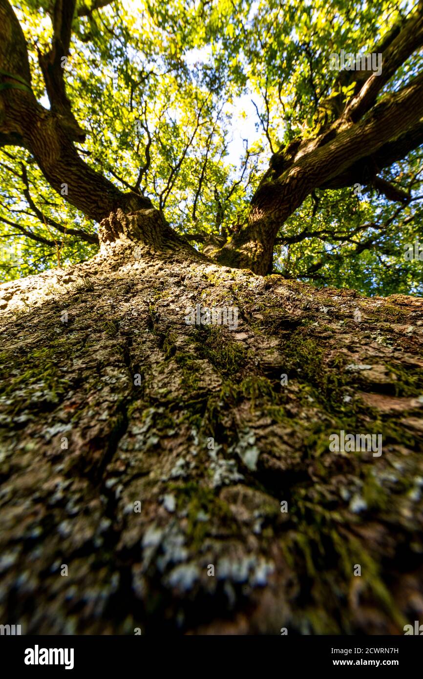 Cool summer - deep, cool shade cast by a majestic shady Oak tree ...