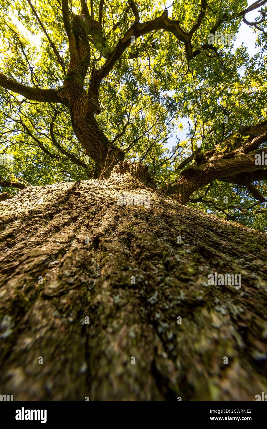 Cool summer - deep, cool shade cast by a majestic shady Oak tree ...