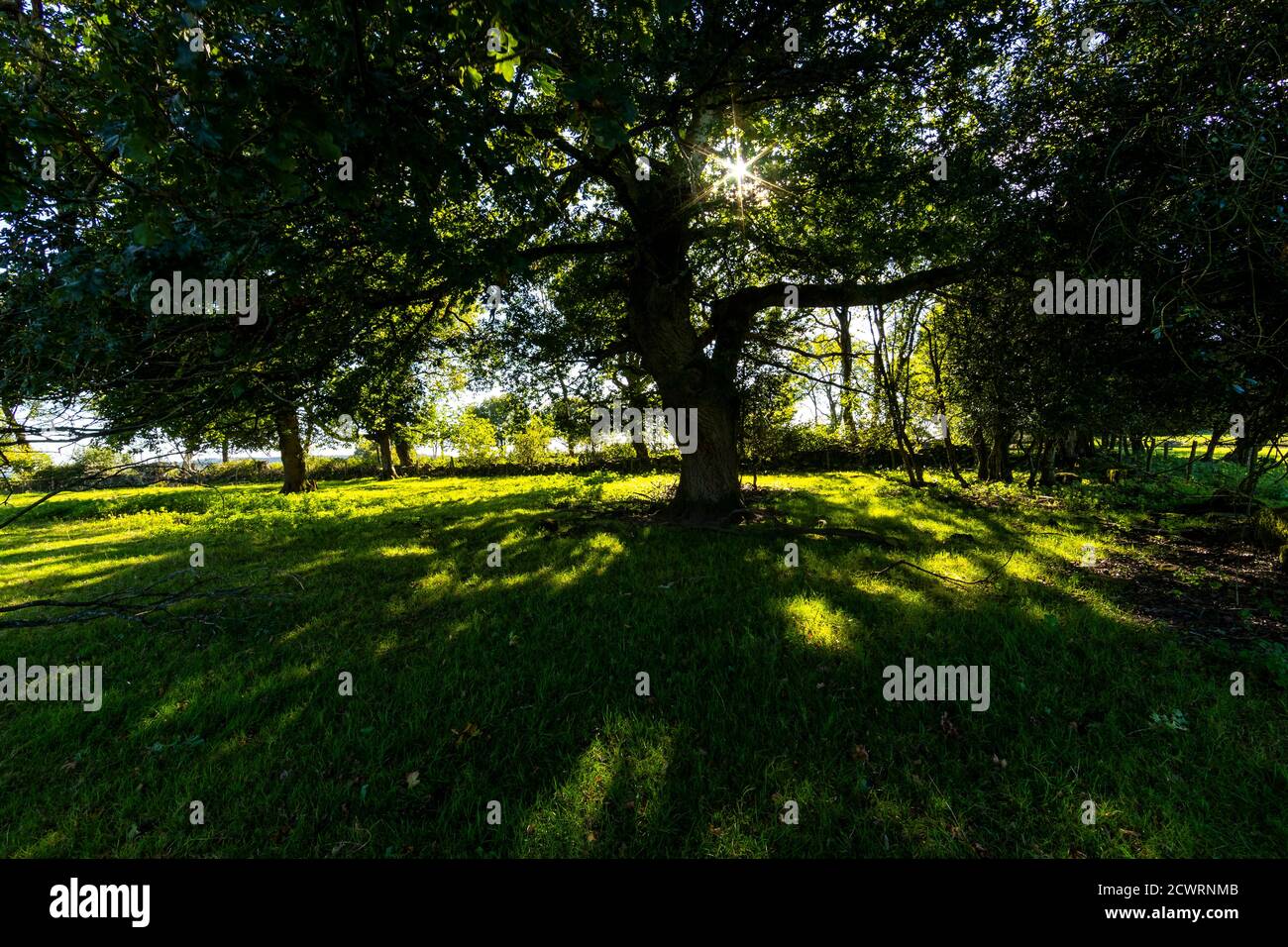 Cool summer - deep, cool shade cast by a majestic shady Oak tree ...
