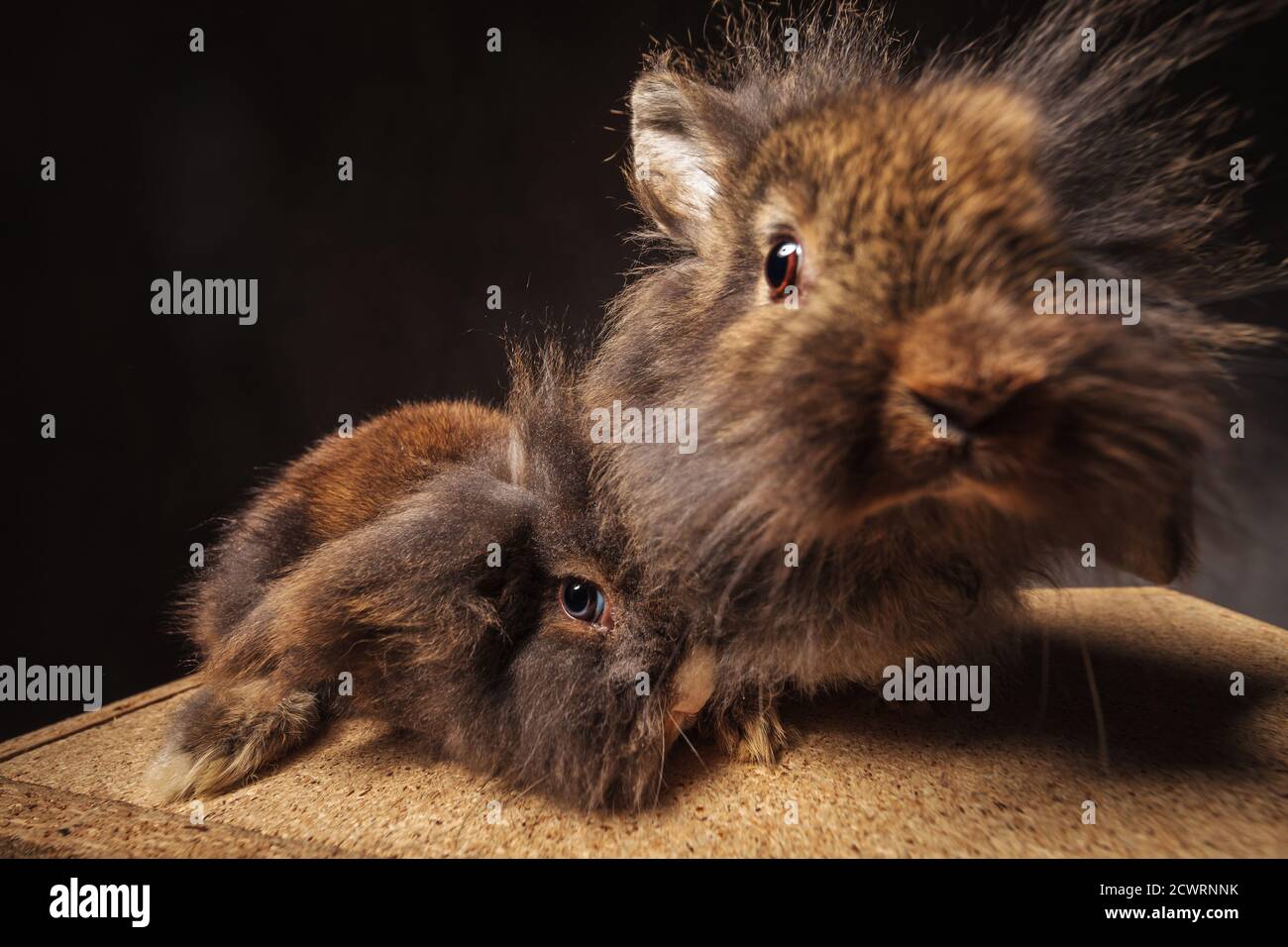 funny wide angle picture of a cute lion head bunny rabbits couple ...