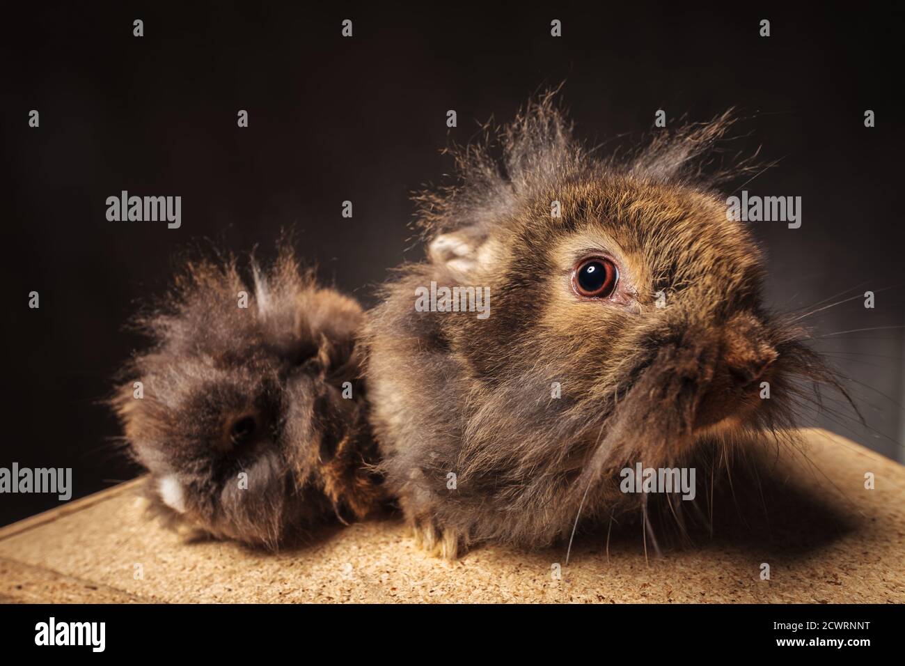 two cute lion head bunny rabbits standing against grey studio ...