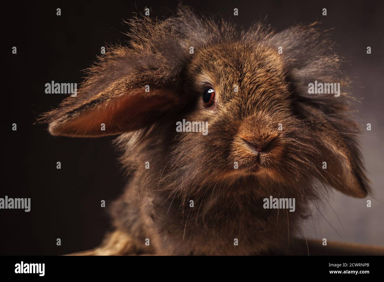 close up picture of a cute lion head bunny rabbit looking at the camera ...