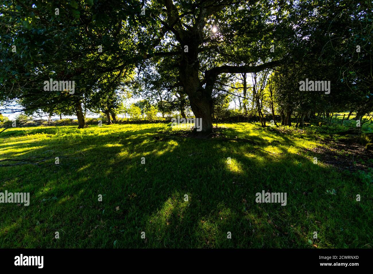 Cool summer - deep, cool shade cast by a majestic shady Oak tree ...