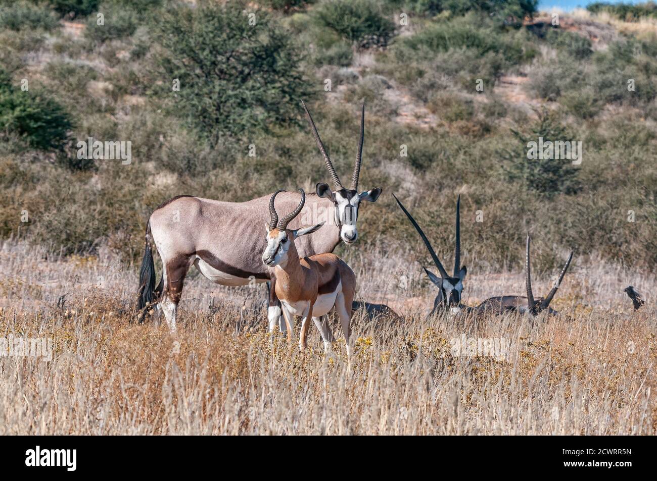 Springbok in semi desert hi-res stock photography and images - Alamy