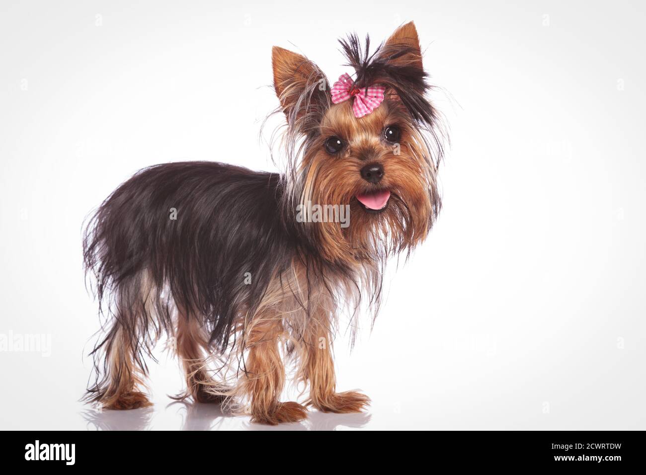 cute yorkshire terrier puppy dog standing on studio background and ...