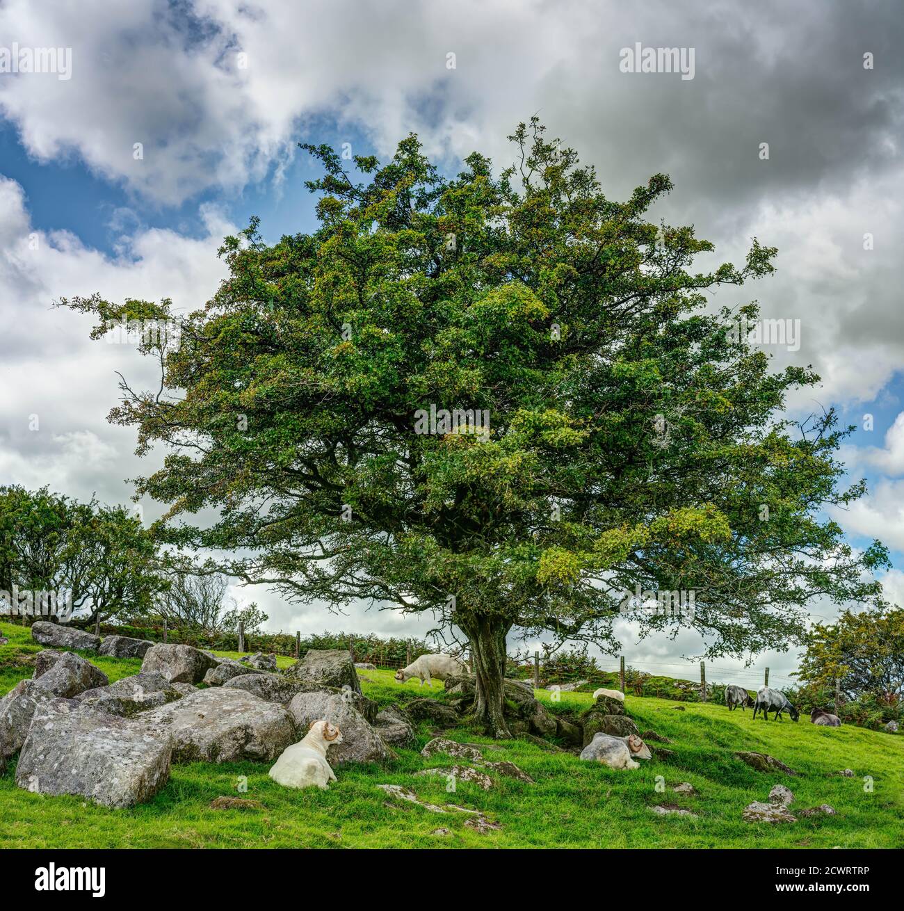A lonely old tree in a rural landscape on a farm where grazing sheep ...