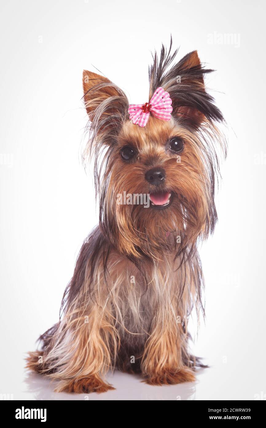 seated yorkie puppy dog looking at the camera on studio background ...