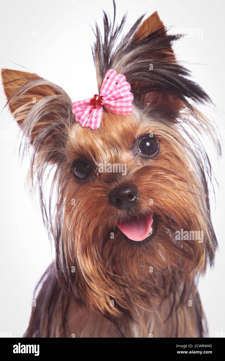 face of a cute yorkshire terrier baby dog looking happy, on studio ...