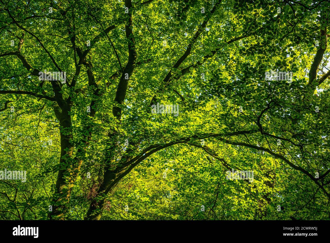 Spreading canopy hi-res stock photography and images - Alamy