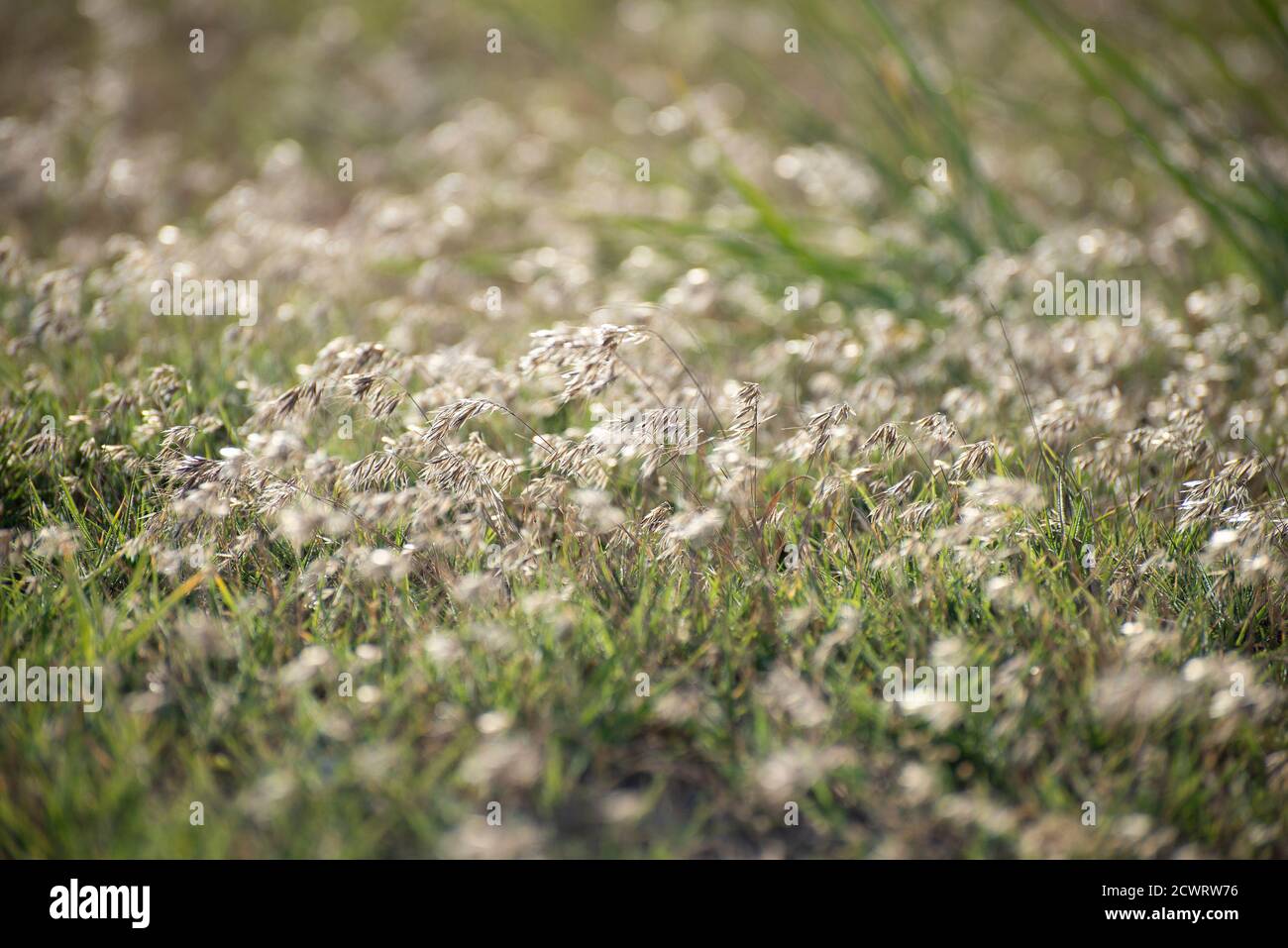 Common wild oat on meadow in the summer time Stock Photo - Alamy