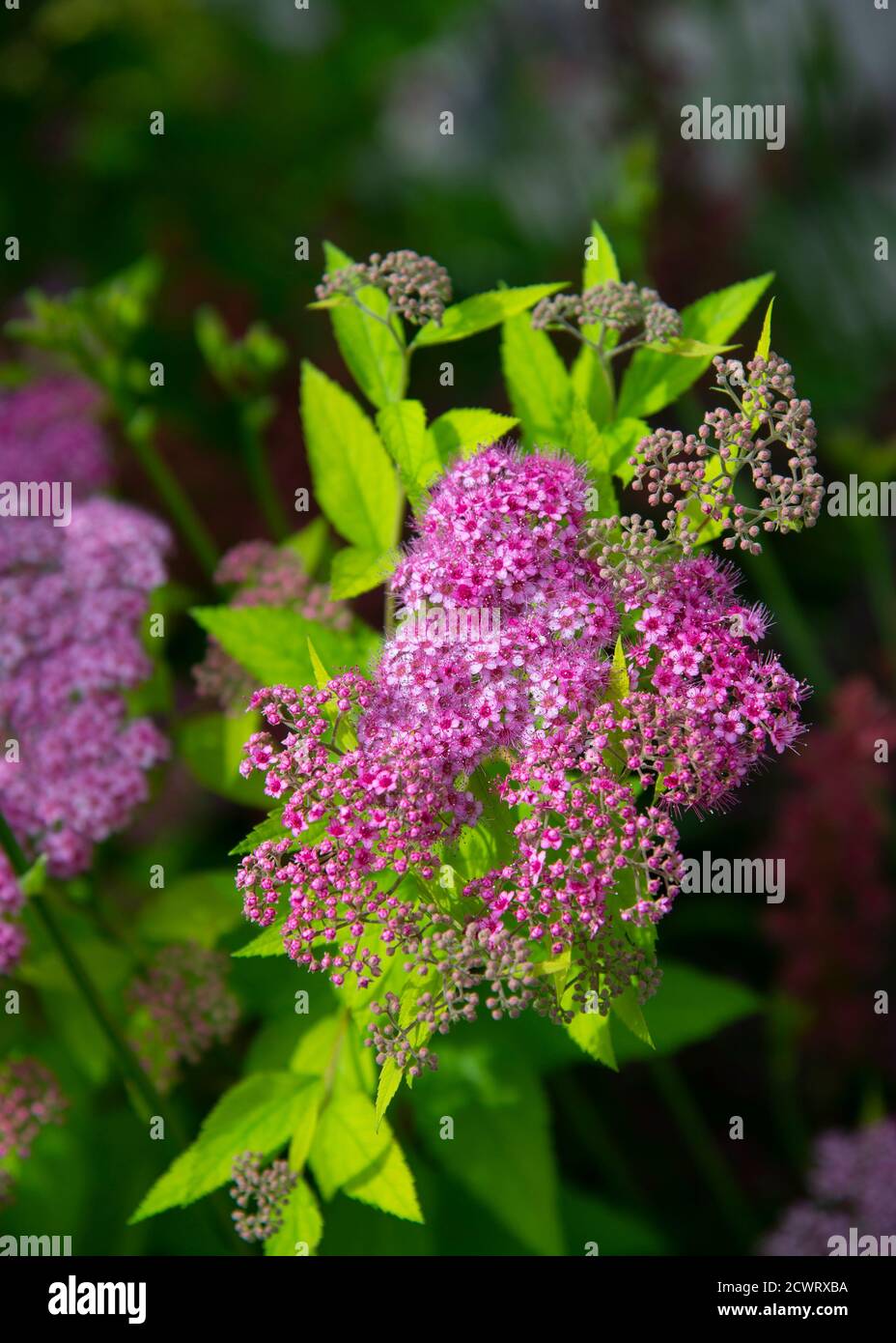 Spirea japonica in the nature Stock Photo - Alamy