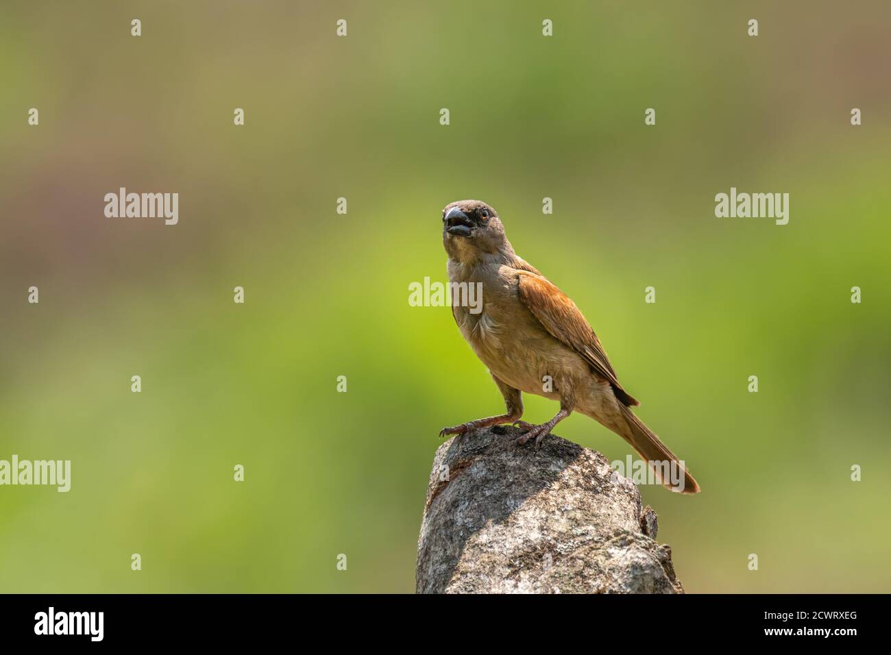 Northern grey-headed sparrow (Passer griseus) on a rock, Kibale ...