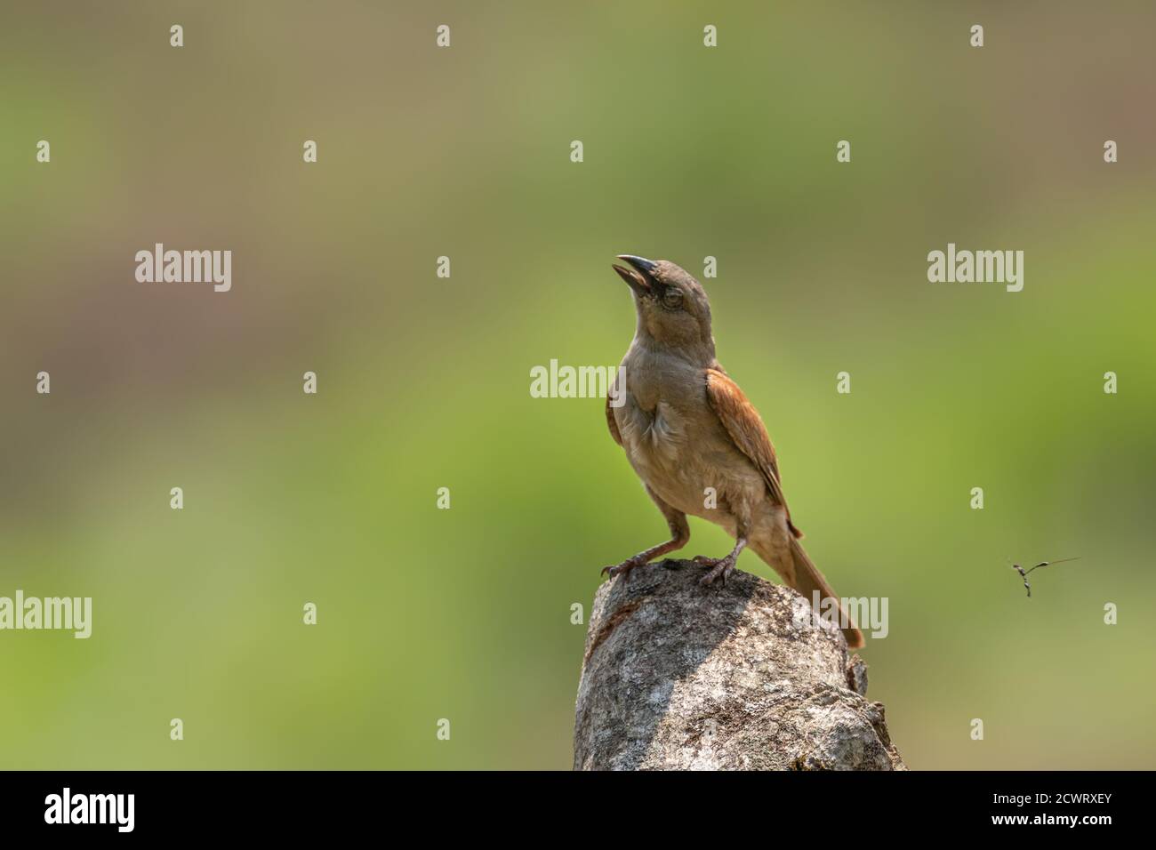 Northern grey-headed sparrow (Passer griseus) on a rock, Kibale ...