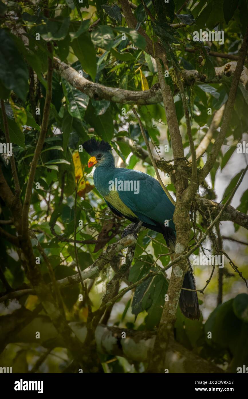 Great blue turaco corythaeola cristata hi-res stock photography and ...