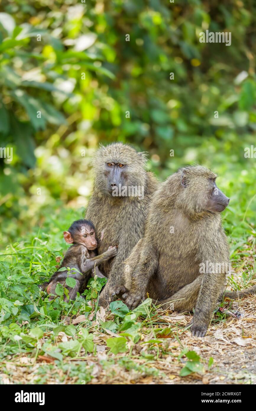 Chacma baboon (Papio ursinus) mother nursing young cute baboon baby ...