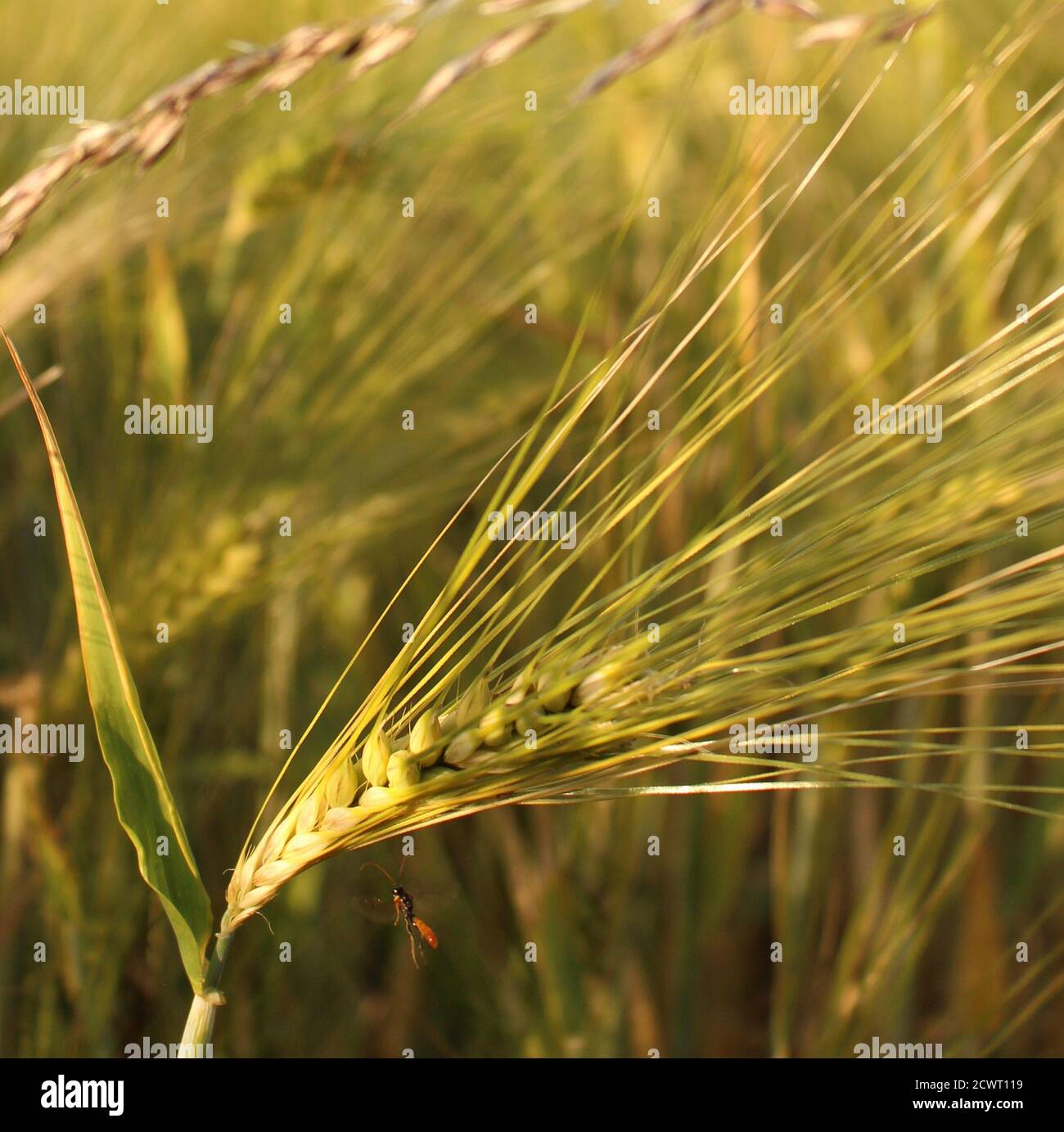 Grain pest hi-res stock photography and images - Alamy