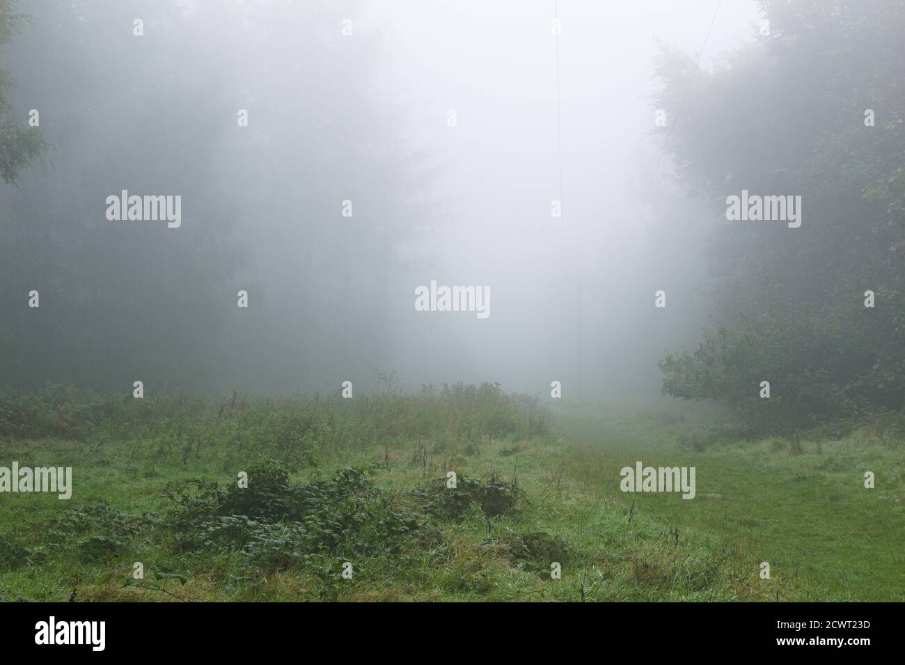 Tree silhouette heavy fog hi-res stock photography and images - Alamy