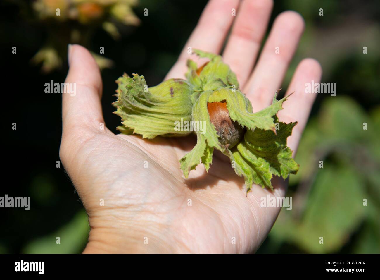 Fresh hazelnuts on woman's hand Stock Photo - Alamy