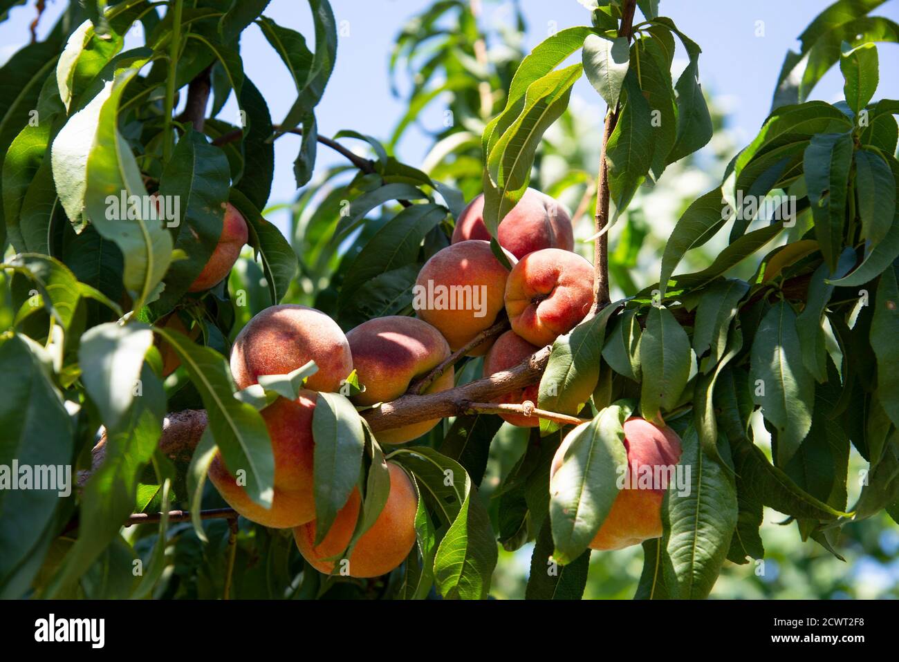 Peaches on a tree Stock Photo - Alamy