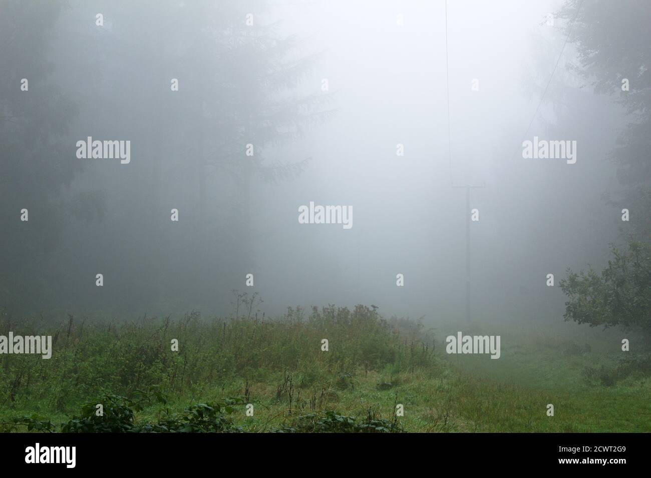 morning foggy heavy fog in the woods Stock Photo - Alamy