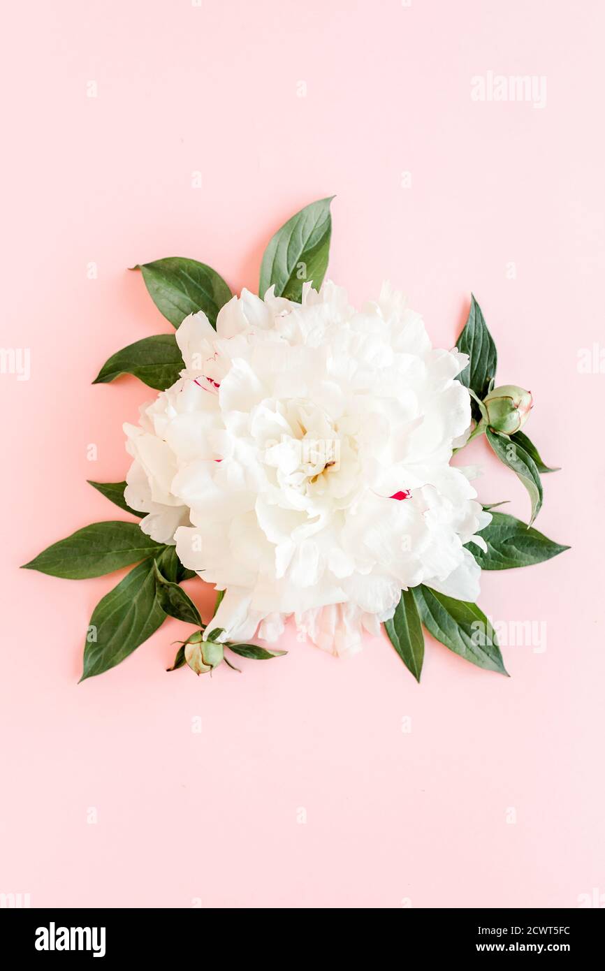 Beautiful, white peony flower on pink background. The texture of a ...