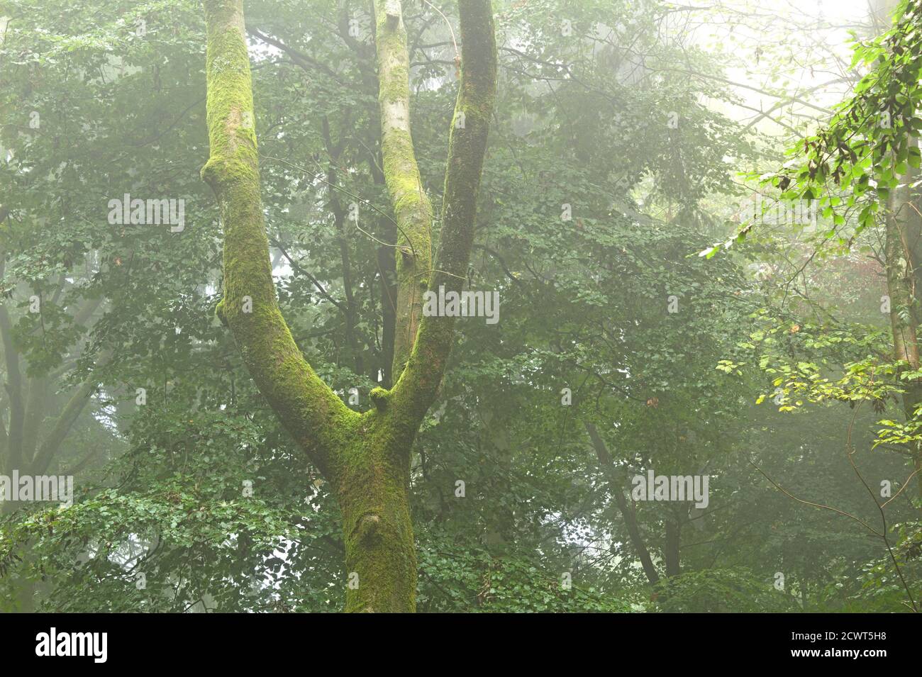 Treeetop hi-res stock photography and images - Alamy