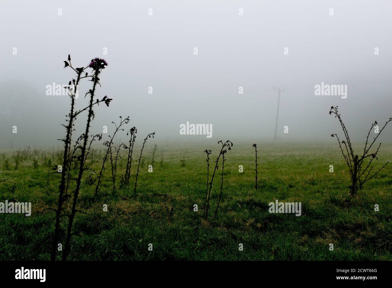 Light and fog lawn hi-res stock photography and images - Alamy