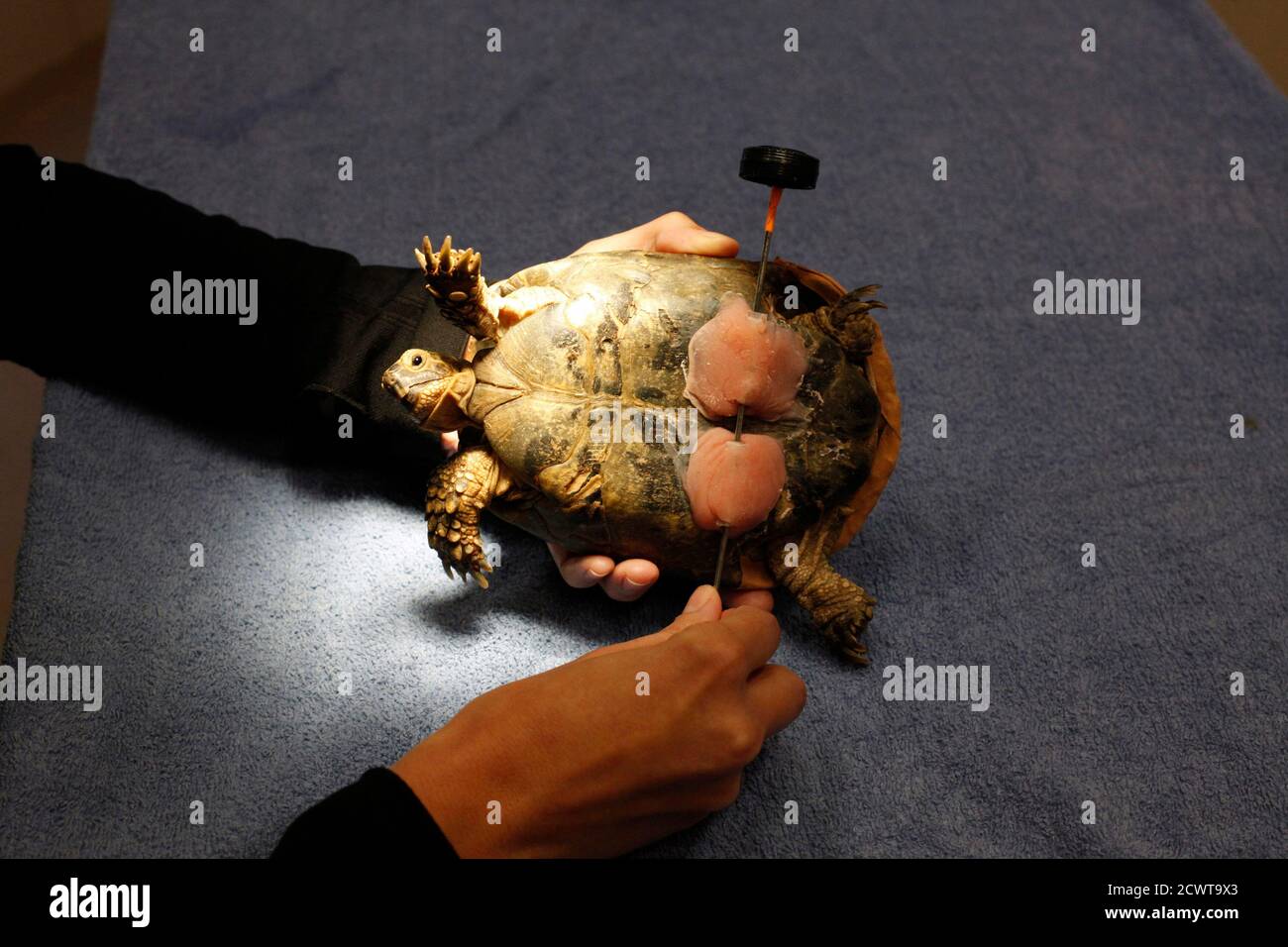 Turtle with wheels hi-res stock photography and images - Alamy