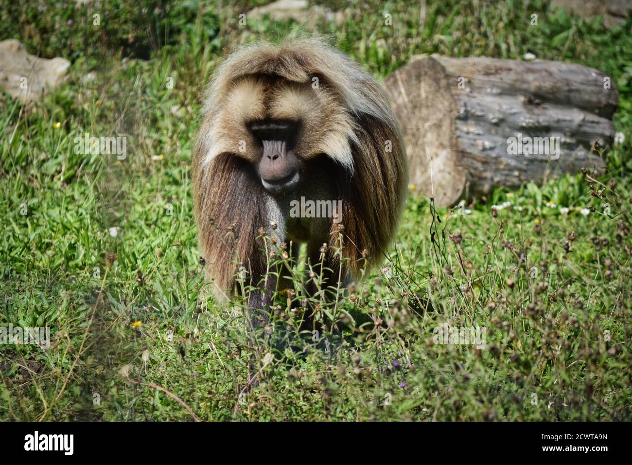 Baboon close up Stock Photo - Alamy