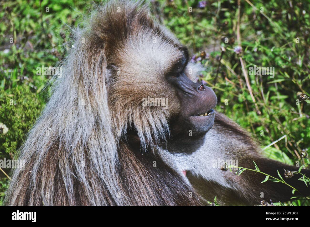 Baboon close up Stock Photo - Alamy