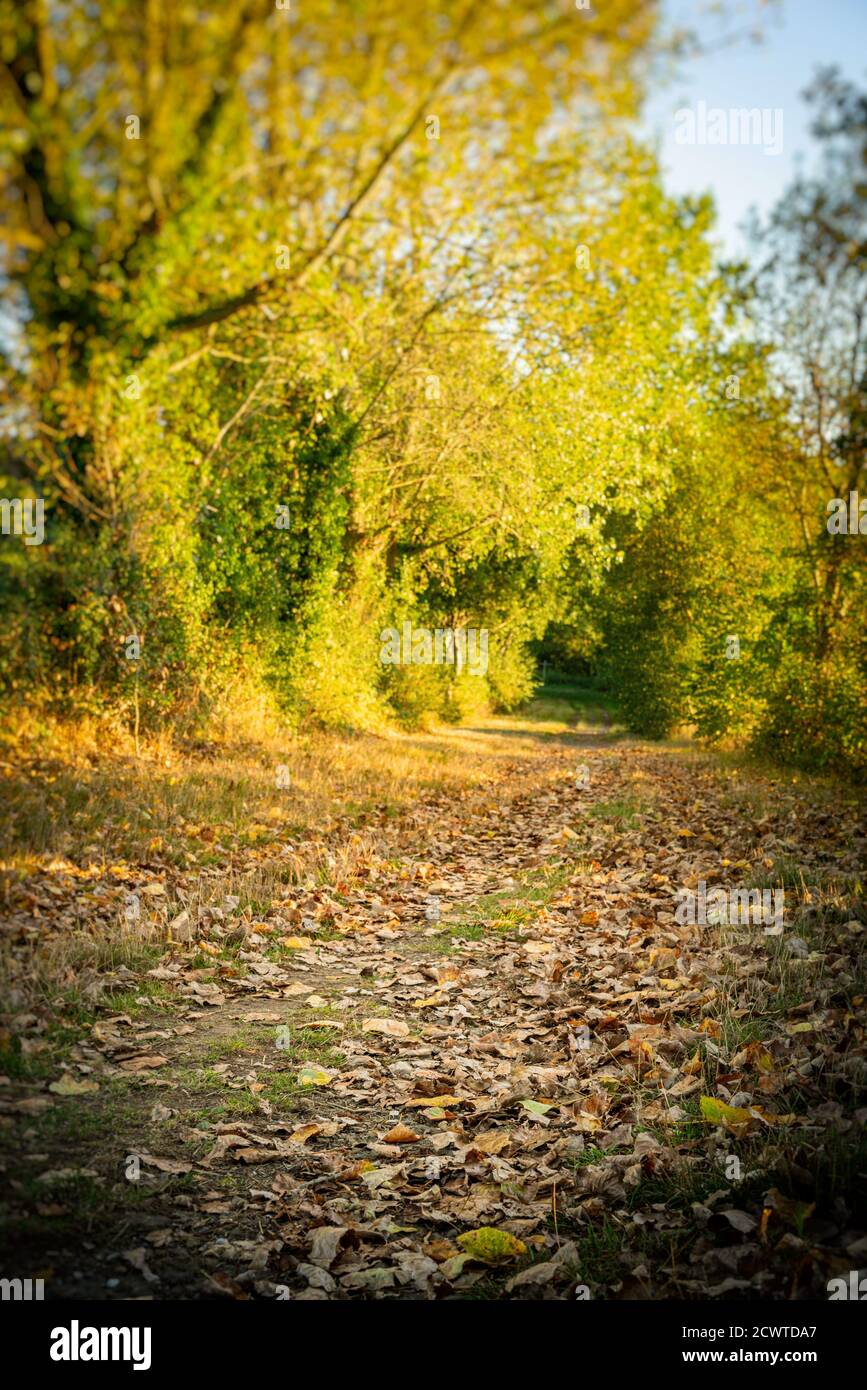 Wide path with trees and fallen leaves in autumn in a rural location ...