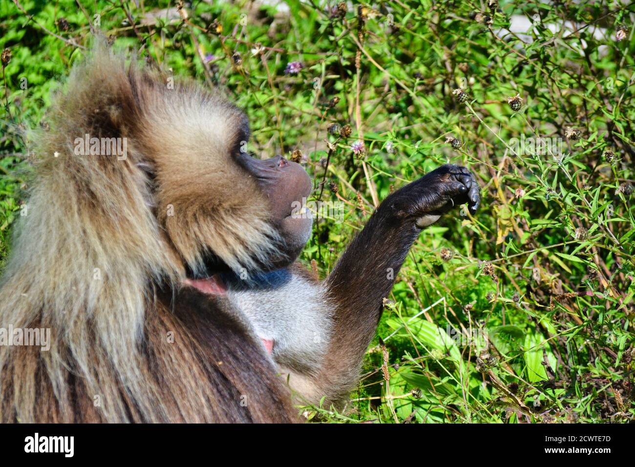 Baboon close up Stock Photo - Alamy