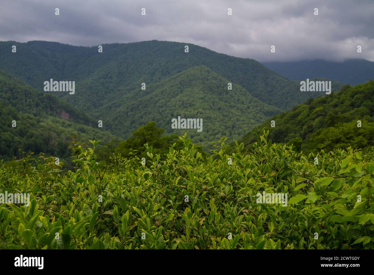 Krasnodar tea – the most northern tea in the world Stock Photo - Alamy