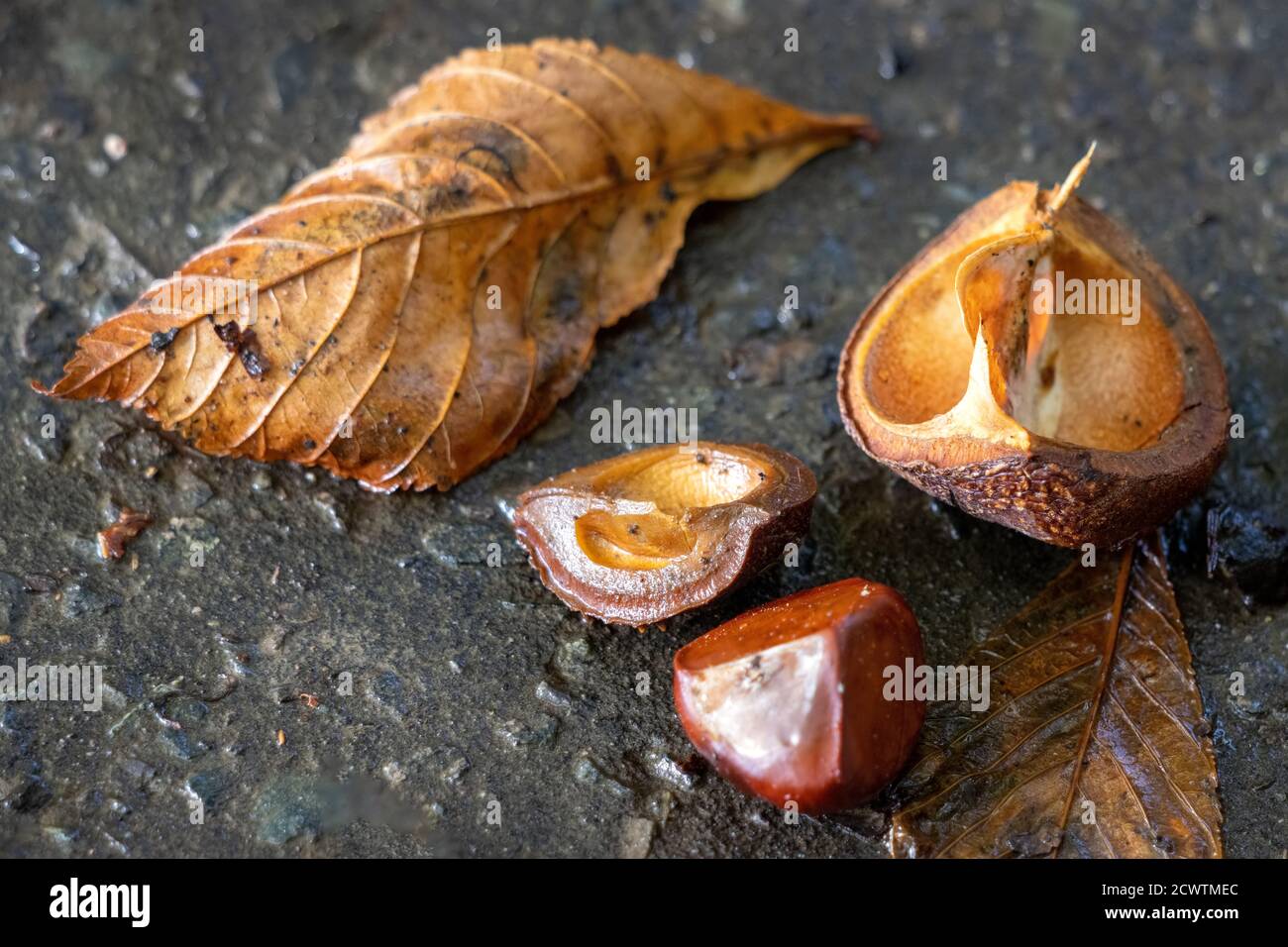 Ripe fruit of the Horse Chestnut tree commonly called conkers on the ...