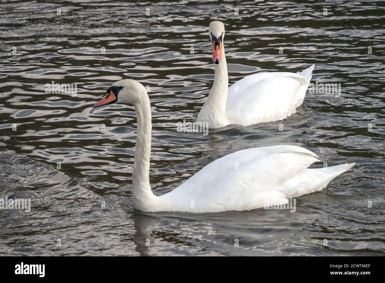 Mute Swans on Tilgate Park Lake in Crawley Stock Photo - Alamy