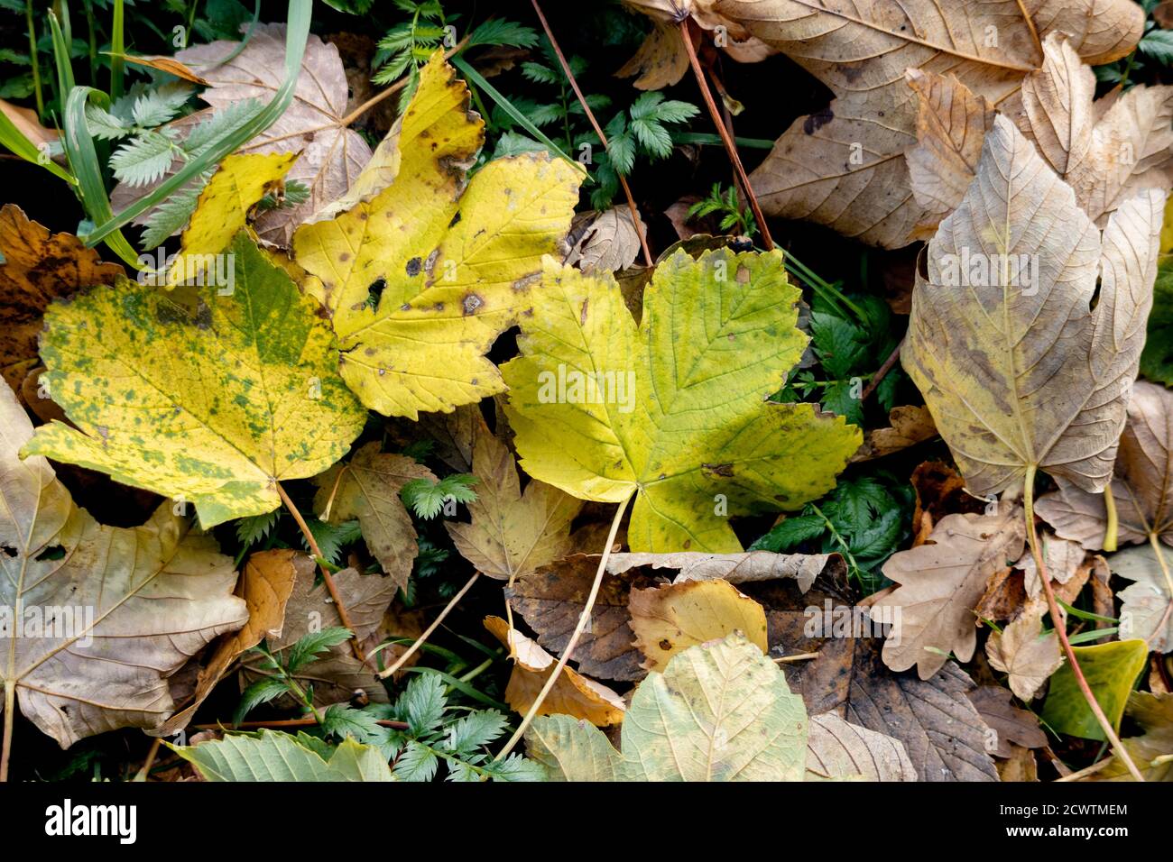 First leaves of autumn to fall on the ground Stock Photo - Alamy