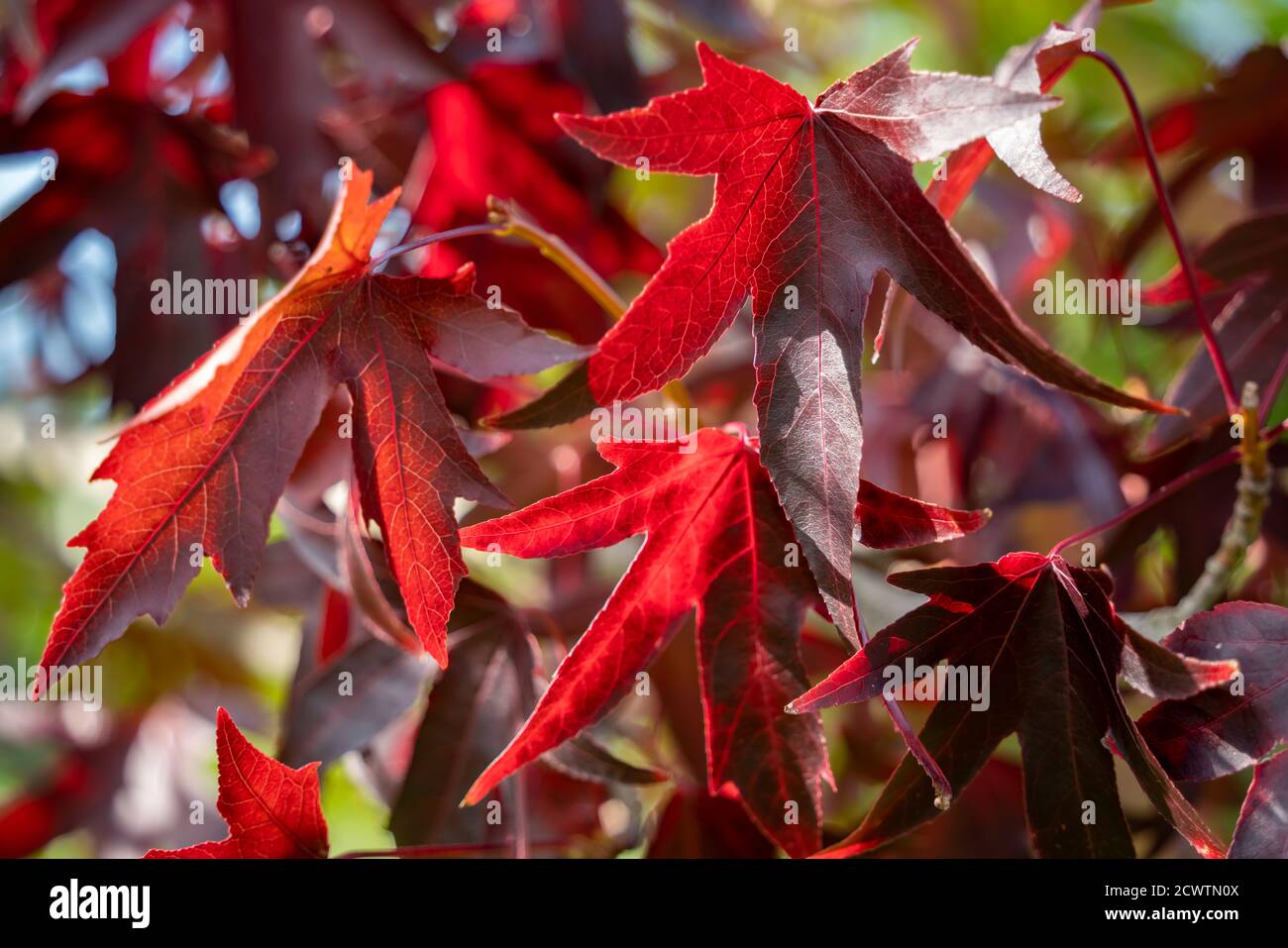 American Red Gum tree (Liquidambar styraciflua) leaves in autumn Stock ...