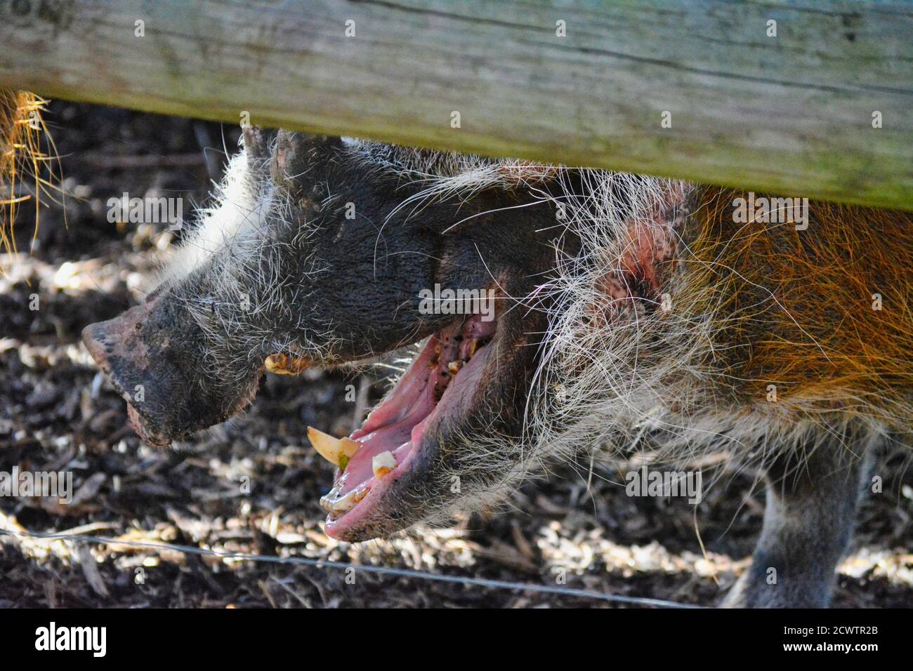 Hairy pig in the zoo Stock Photo - Alamy