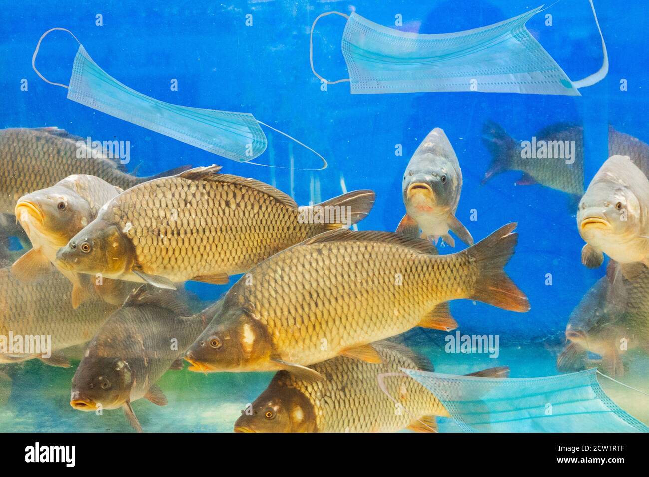 Fish swim among surgical masks under water. Environment pollution of ...