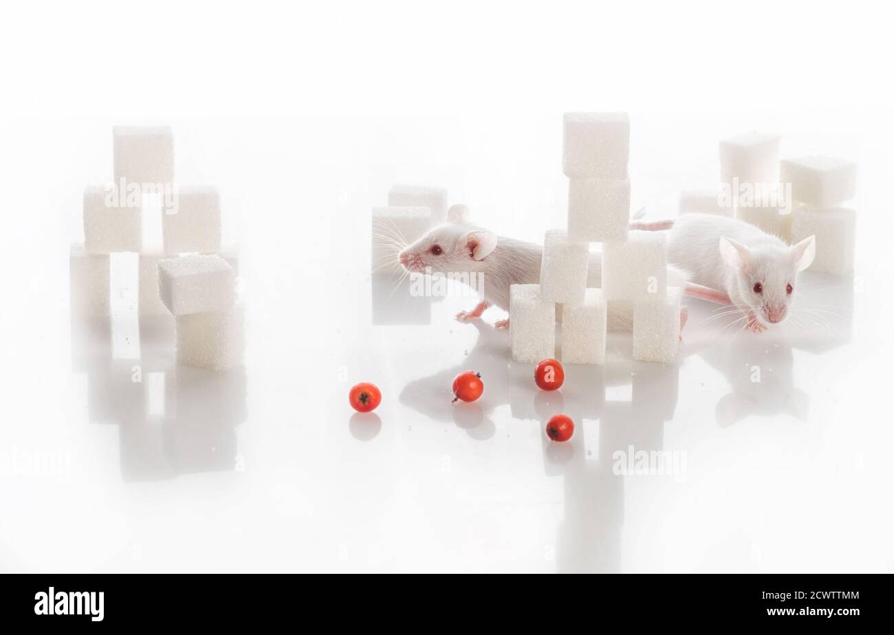 two small white laboratory mice among sugar cubes, diabetes concept ...