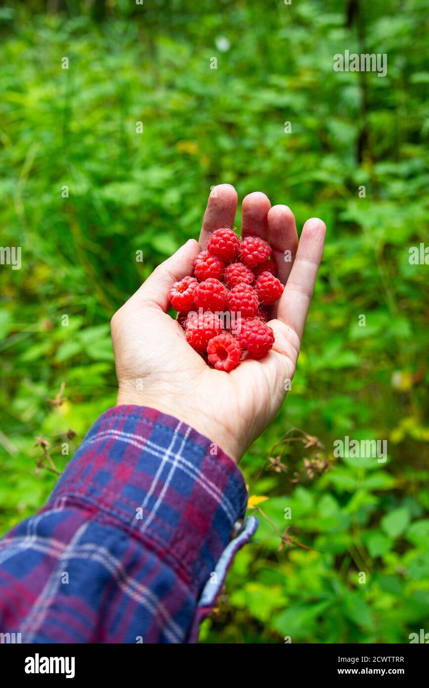 Ripe forest raspberry on woman's hand Stock Photo - Alamy